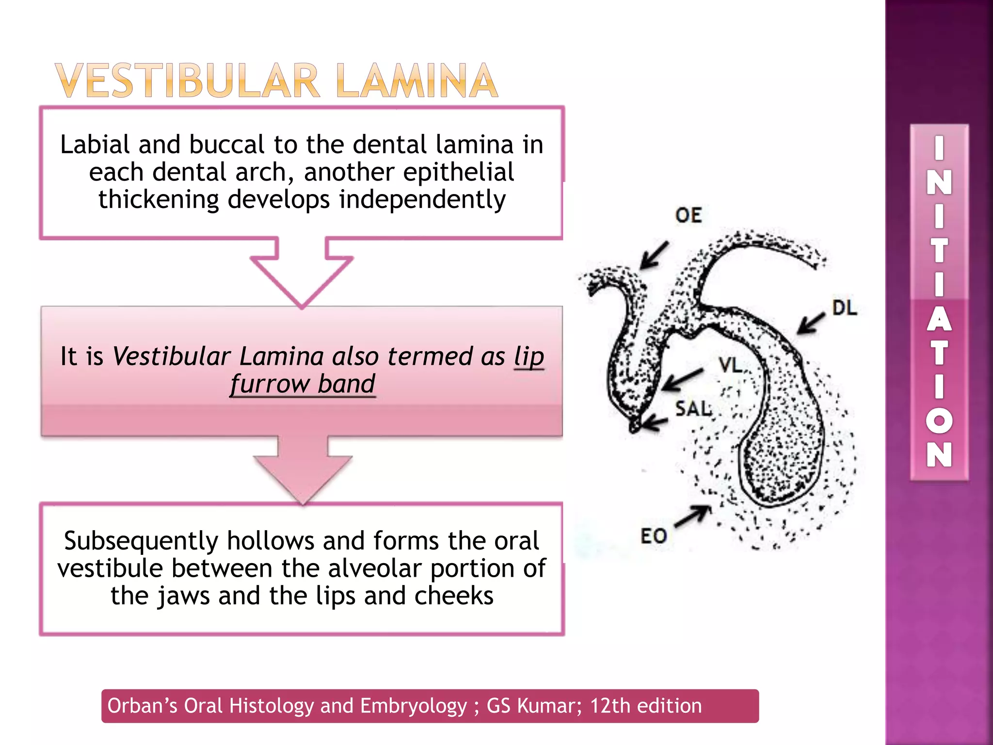 Development of tooth | PPTX