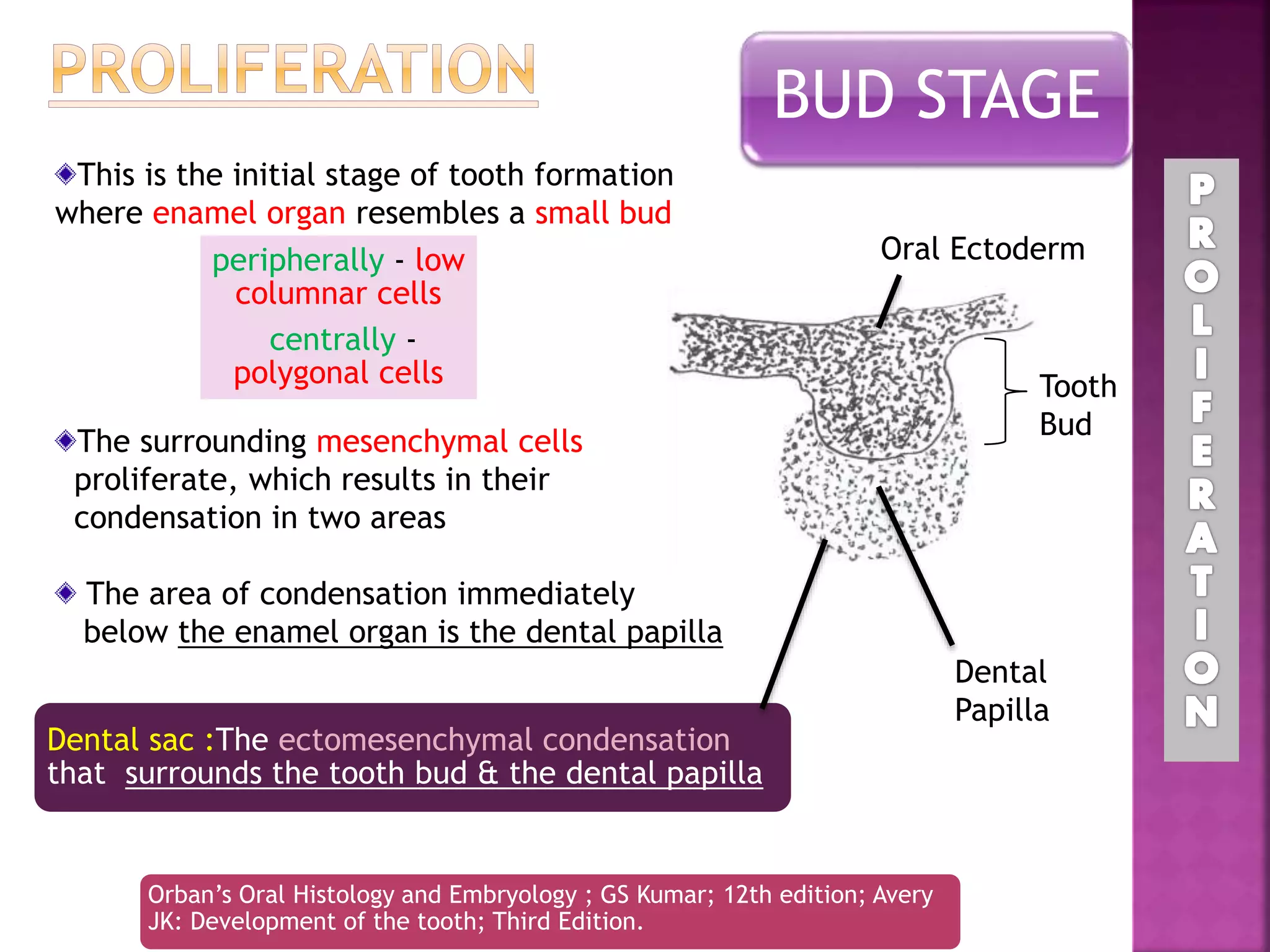 Development of tooth | PPTX