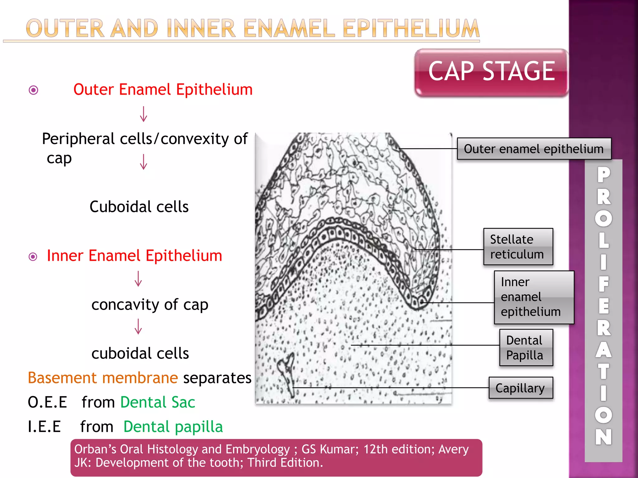 Development of tooth | PPTX