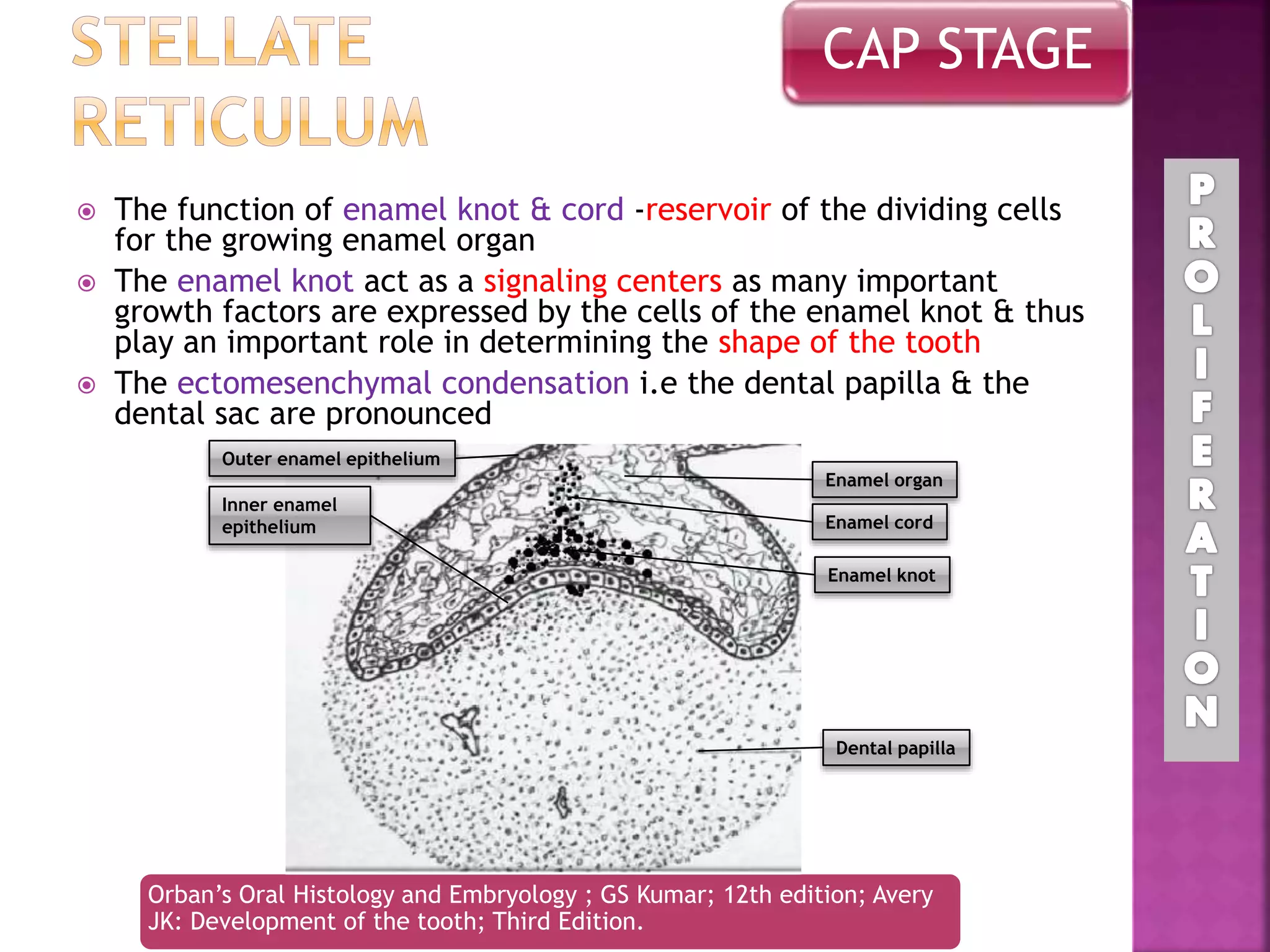 Development of tooth | PPTX