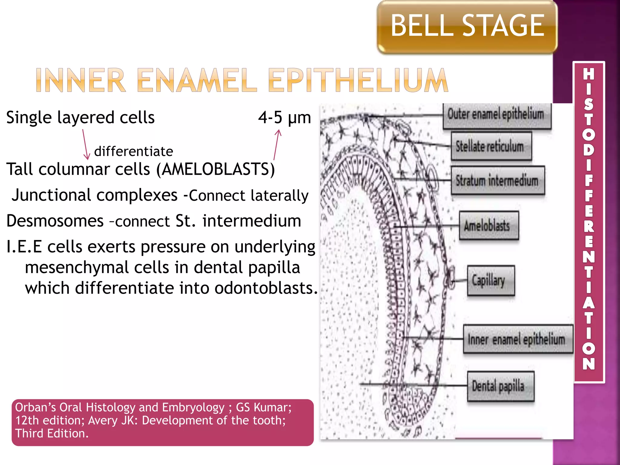 Development of tooth | PPTX