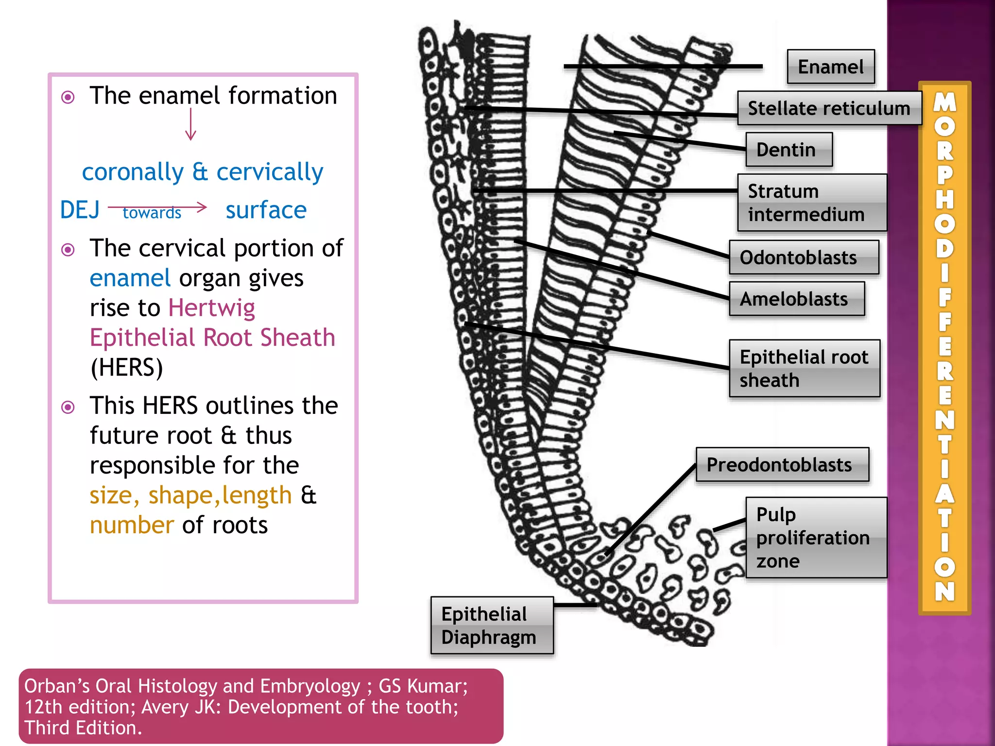 Development of tooth | PPTX
