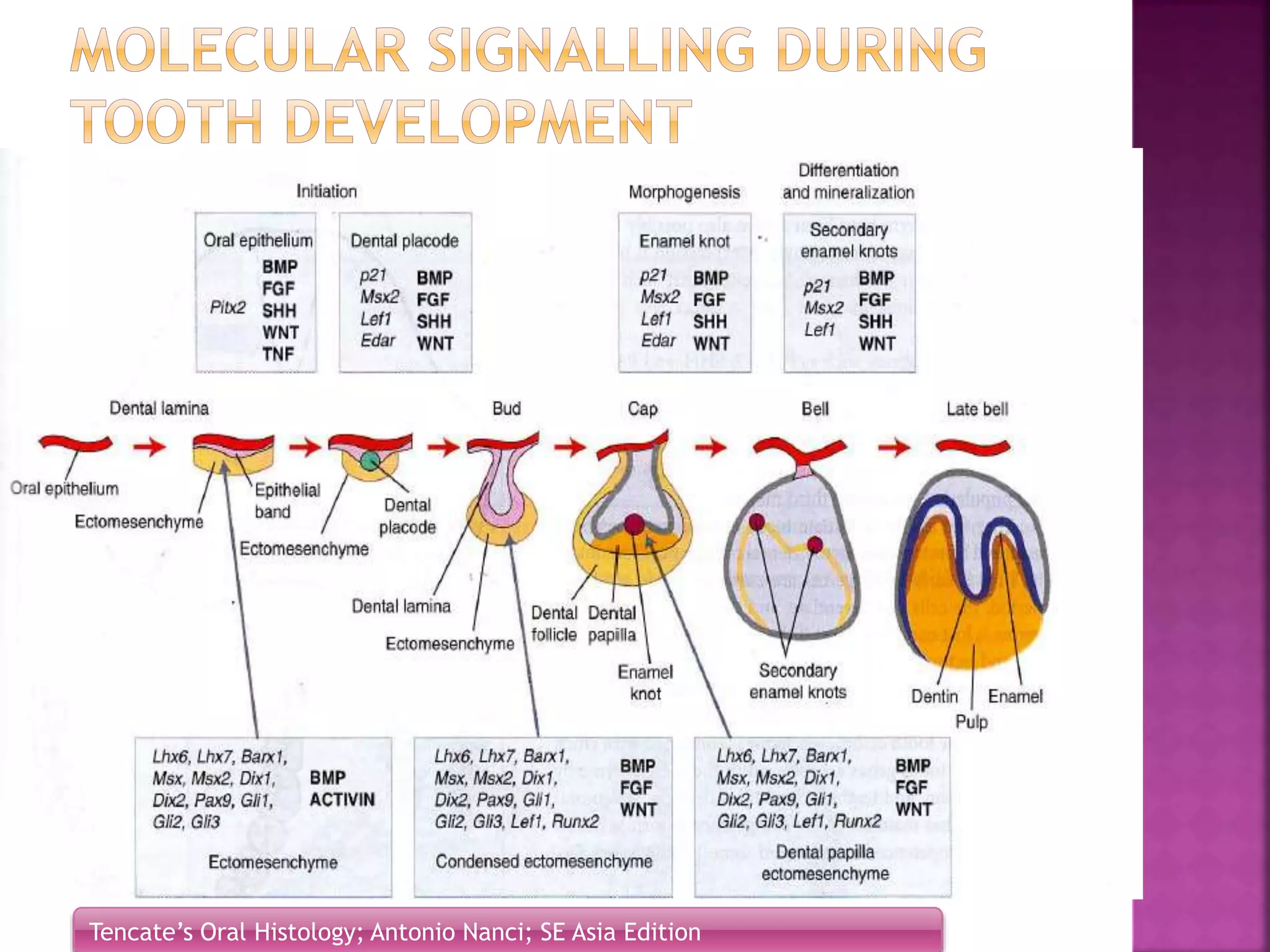 Development of tooth | PPTX