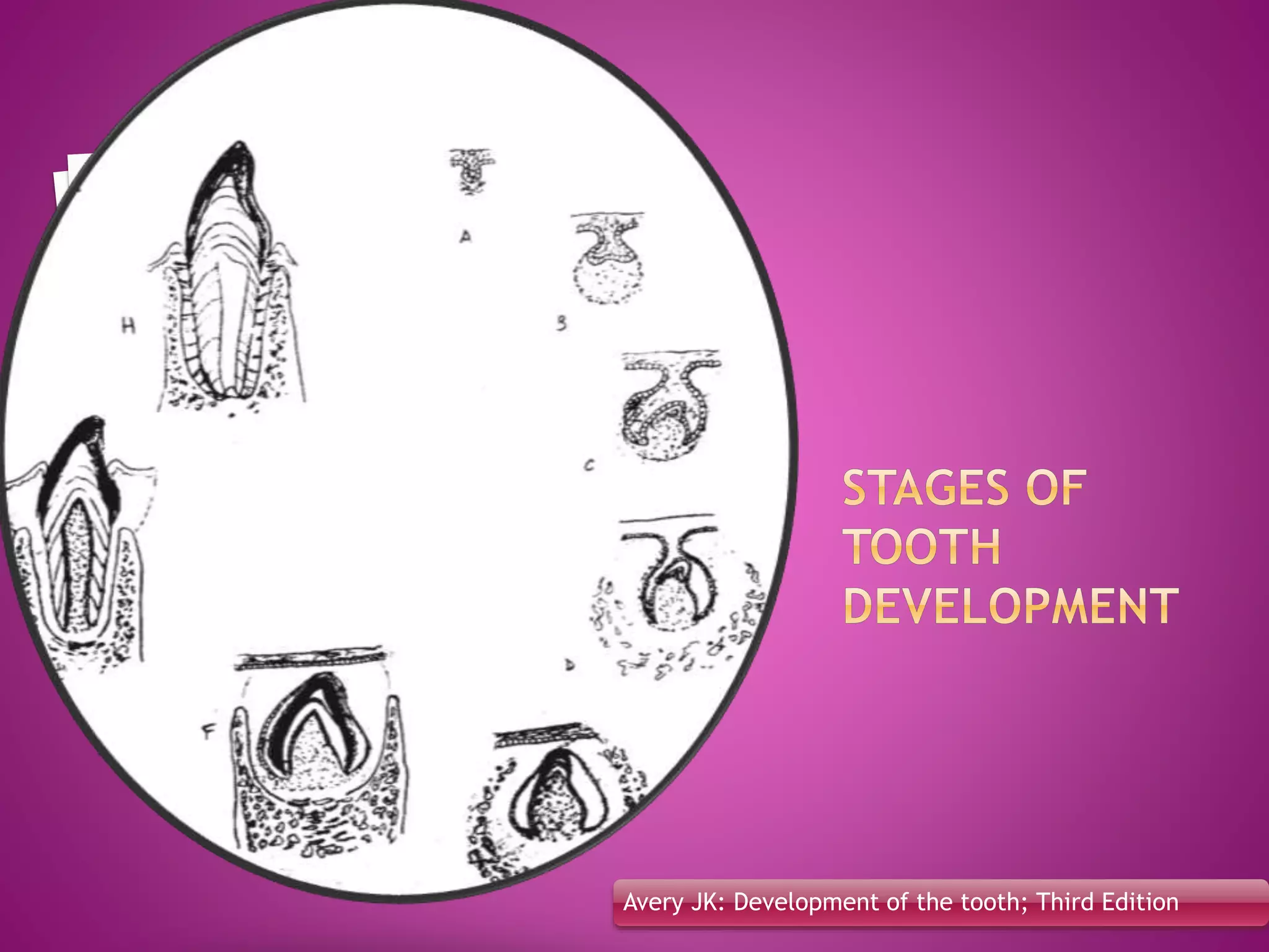 Development of tooth | PPTX | Dental Health | Diseases and Conditions