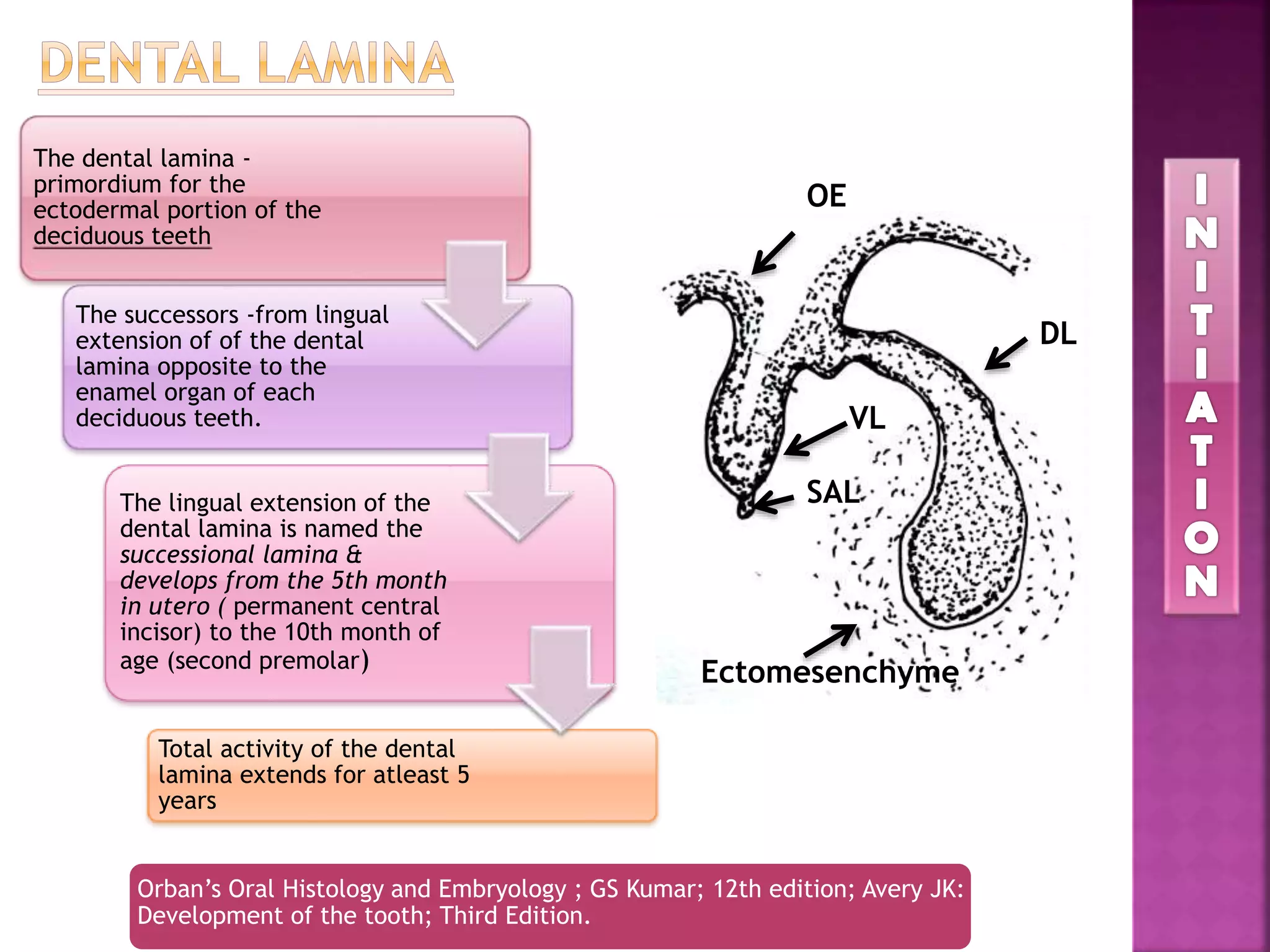 Development of tooth | PPTX