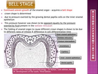 Development of tooth | PPTX