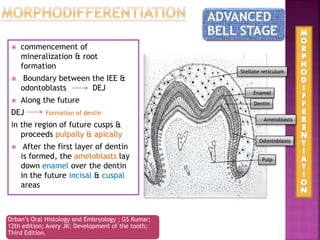 Development of tooth | PPTX