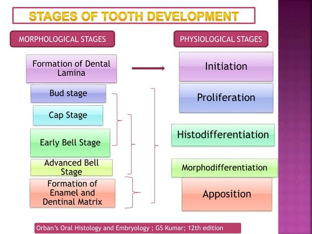 Development of tooth | PPTX | Dental Health | Diseases and Conditions