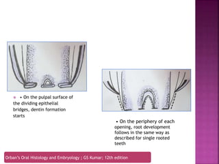 Development of tooth | PPTX