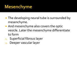 Devolepment of eye | PPT