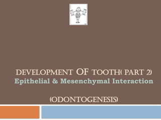 Development of tooth-Part II.pptx( Epithelial Mesenchymal Interaction) | PPTX