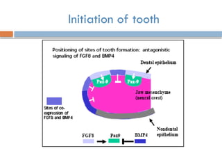 Development of tooth-Part II.pptx( Epithelial Mesenchymal Interaction ...
