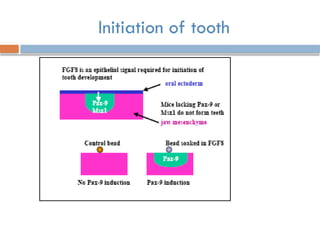 Development of tooth-Part II.pptx( Epithelial Mesenchymal Interaction ...