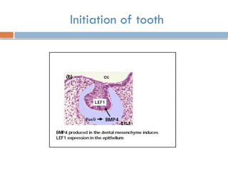 Development of tooth-Part II.pptx( Epithelial Mesenchymal Interaction ...