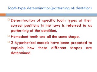 Development of tooth-Part II.pptx( Epithelial Mesenchymal Interaction ...