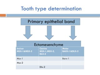 Development of tooth-Part II.pptx( Epithelial Mesenchymal Interaction ...