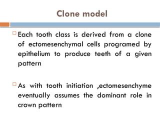 Development of tooth-Part II.pptx( Epithelial Mesenchymal Interaction ...