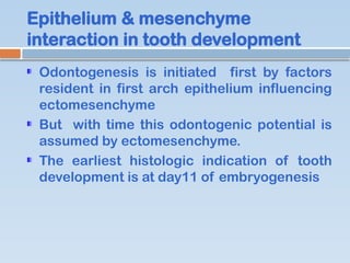 Development of tooth-Part II.pptx( Epithelial Mesenchymal Interaction ...