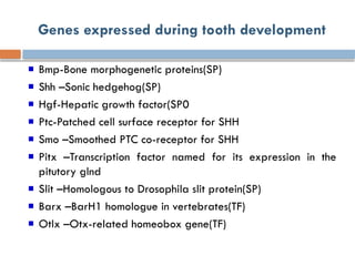Development of tooth-Part II.pptx( Epithelial Mesenchymal Interaction ...