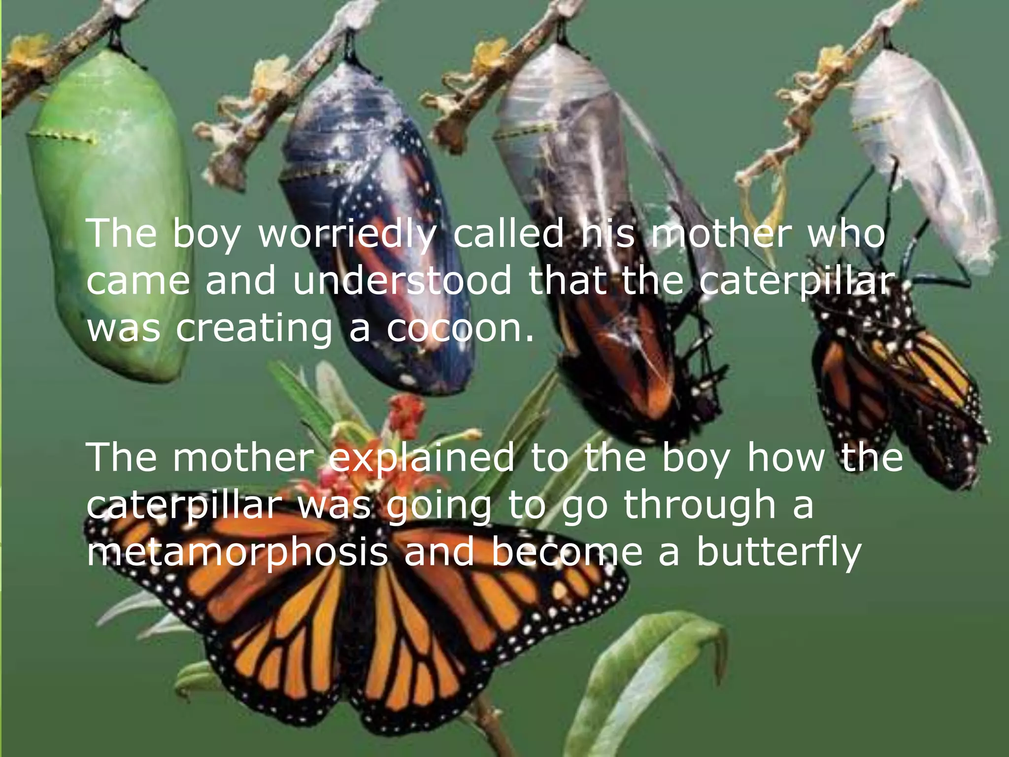 Butterfly Struggles - An inspirational life lesson | PPTX