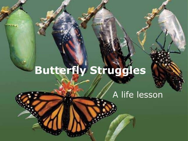 Butterfly Struggles - An inspirational life lesson | PPTX
