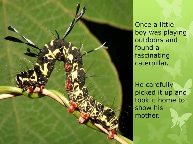 Butterfly Struggles - An inspirational life lesson | PPTX