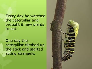 Butterfly Struggles - An inspirational life lesson | PPTX