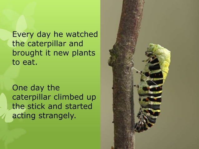 Butterfly Struggles - An inspirational life lesson | PPTX