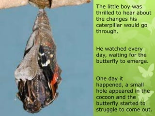 Butterfly Struggles - An inspirational life lesson | PPTX