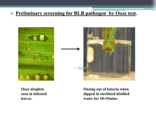 Development of potential Biocontrol agents & its exploitation in ...