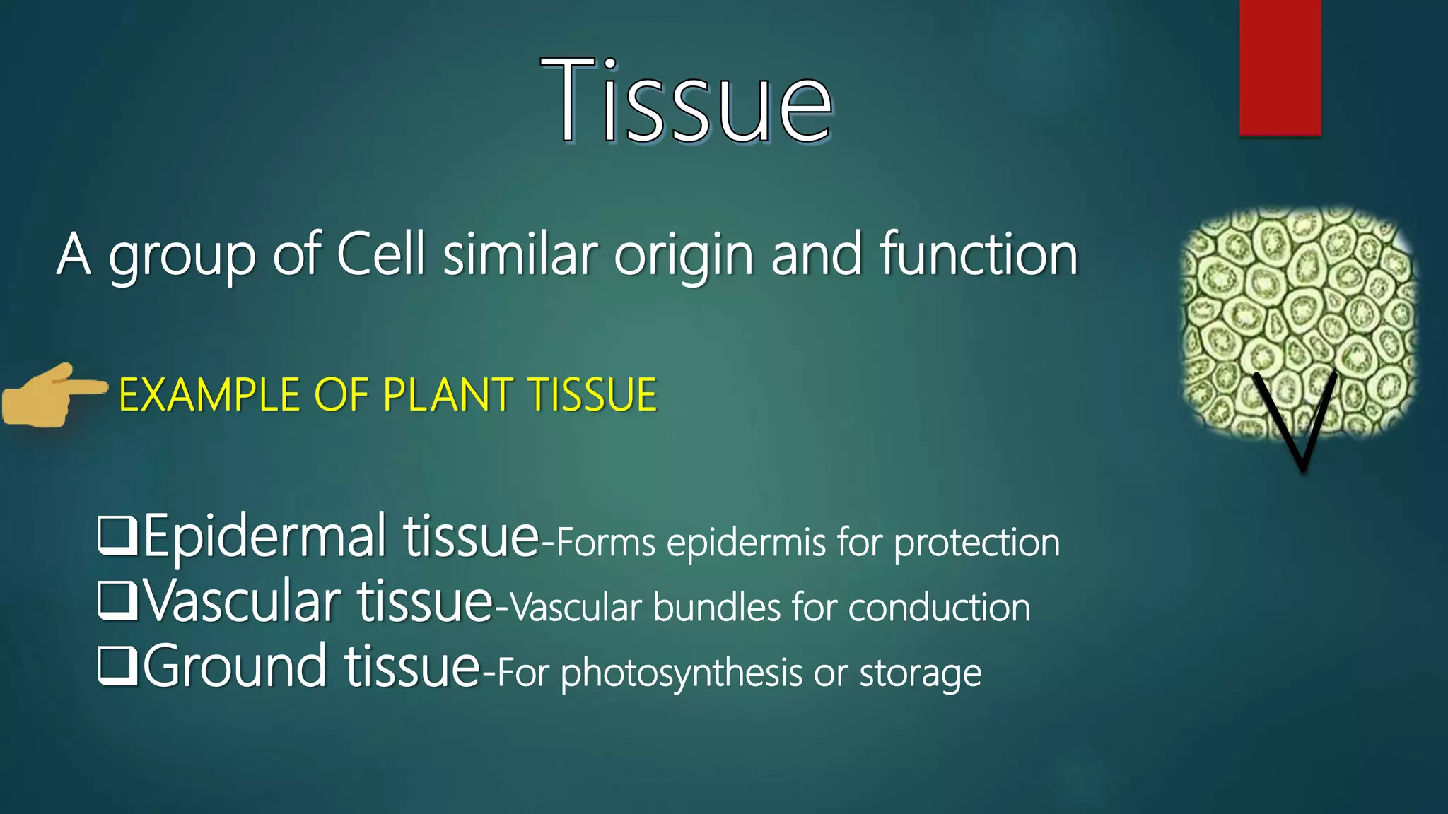 Meristematic tissue | PPTX