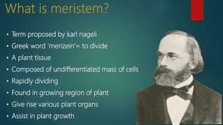 Meristematic tissue | PPTX