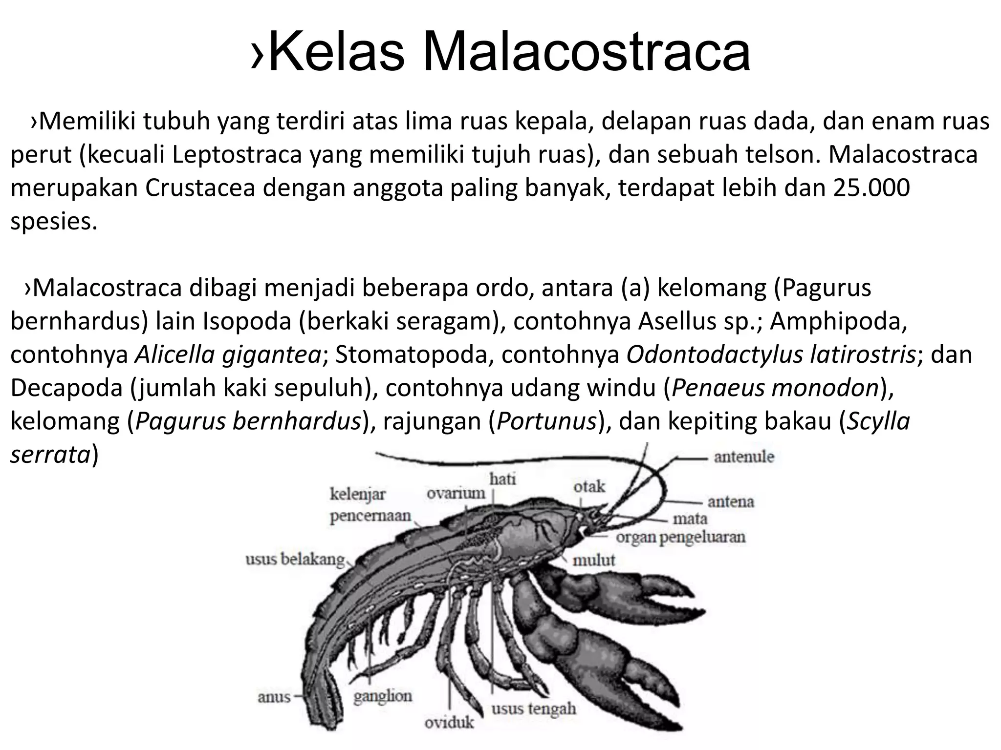 Animalia Arthropoda | PPTX