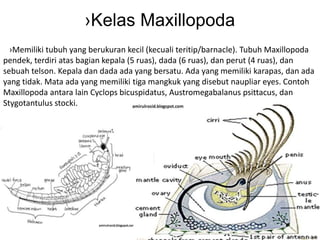 Animalia Arthropoda | PPT
