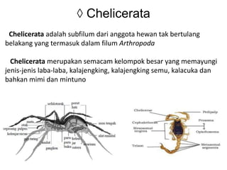 Animalia Arthropoda | PPTX