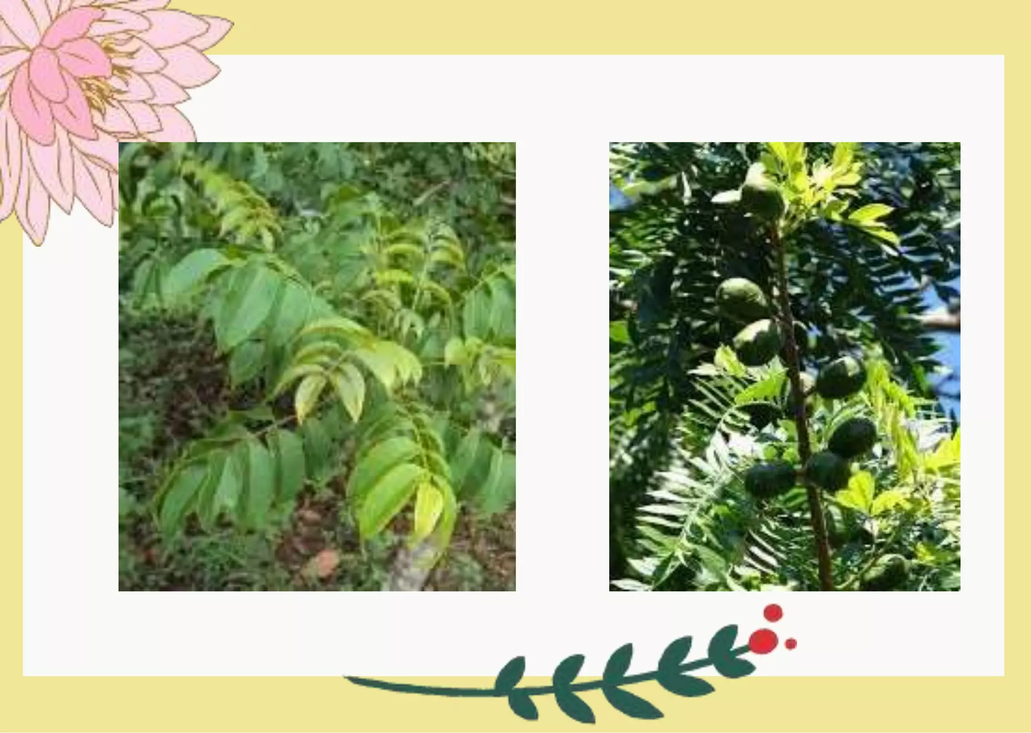 Flora of Odisha science.pptx