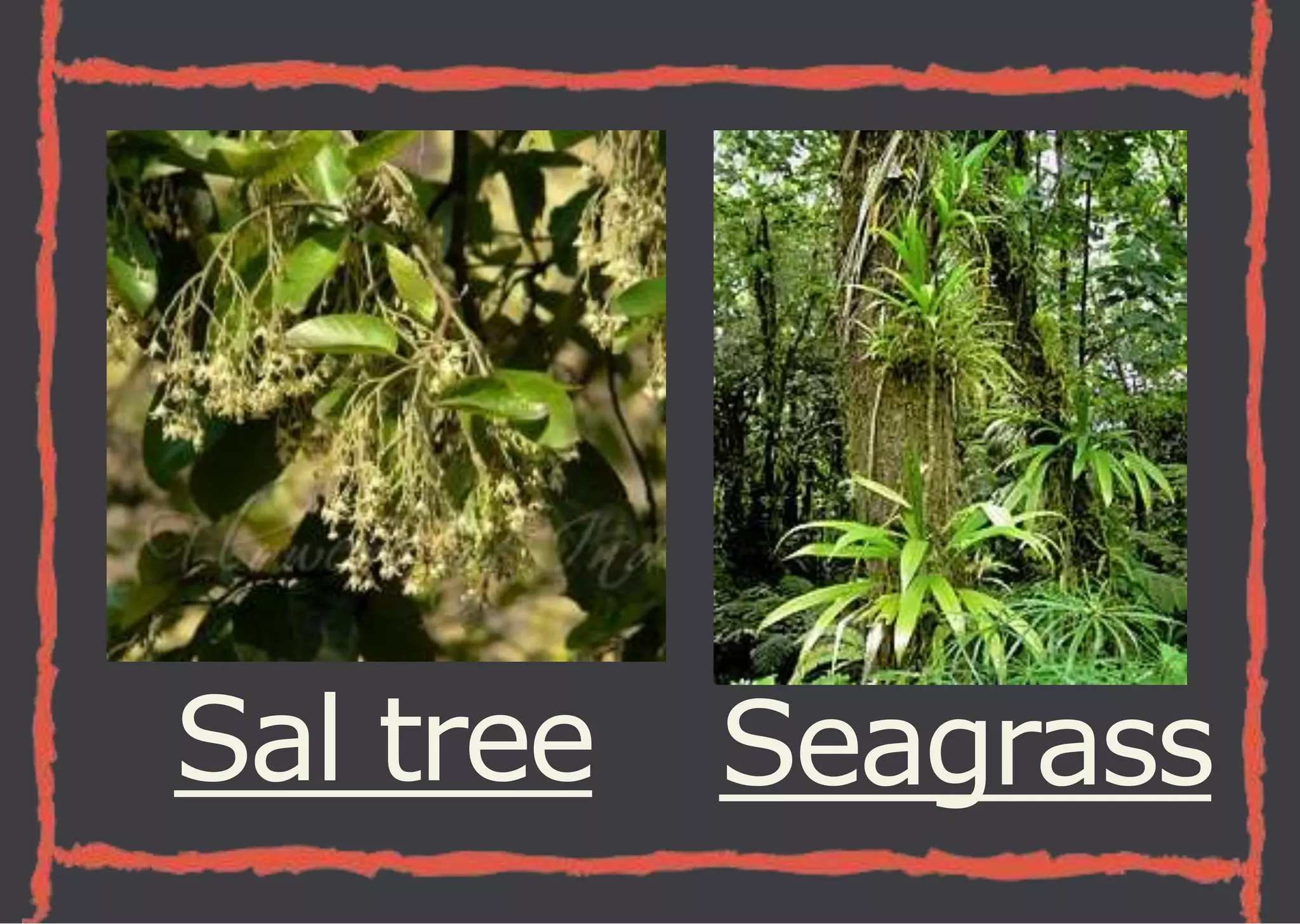 Flora of Odisha science.pptx