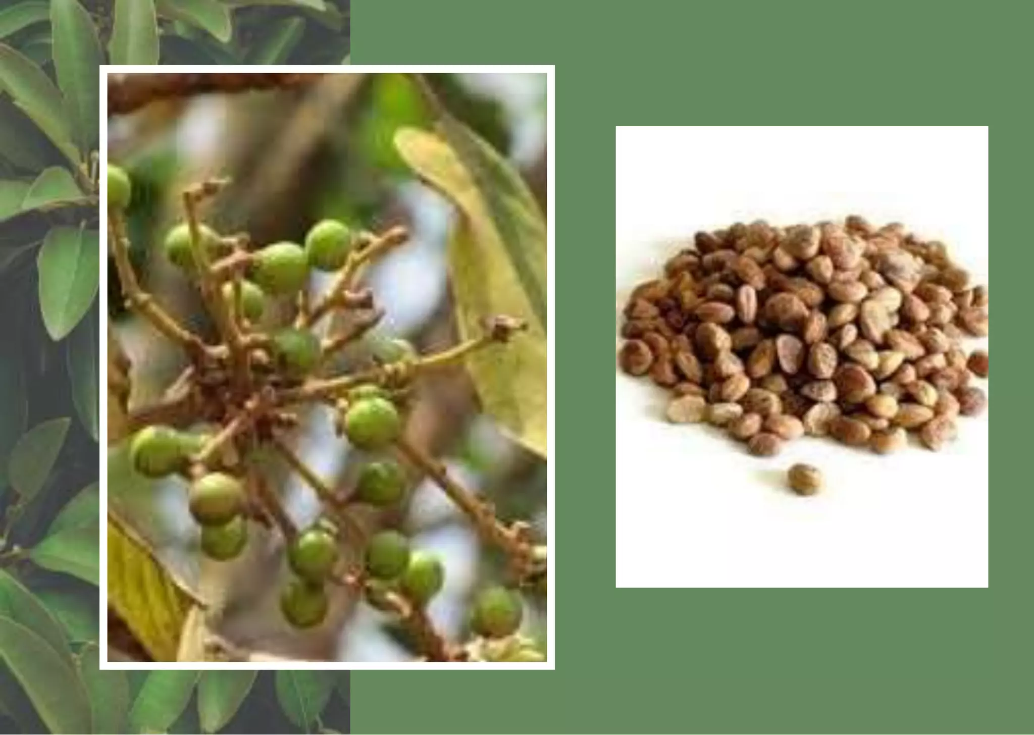 Flora of Odisha science.pptx