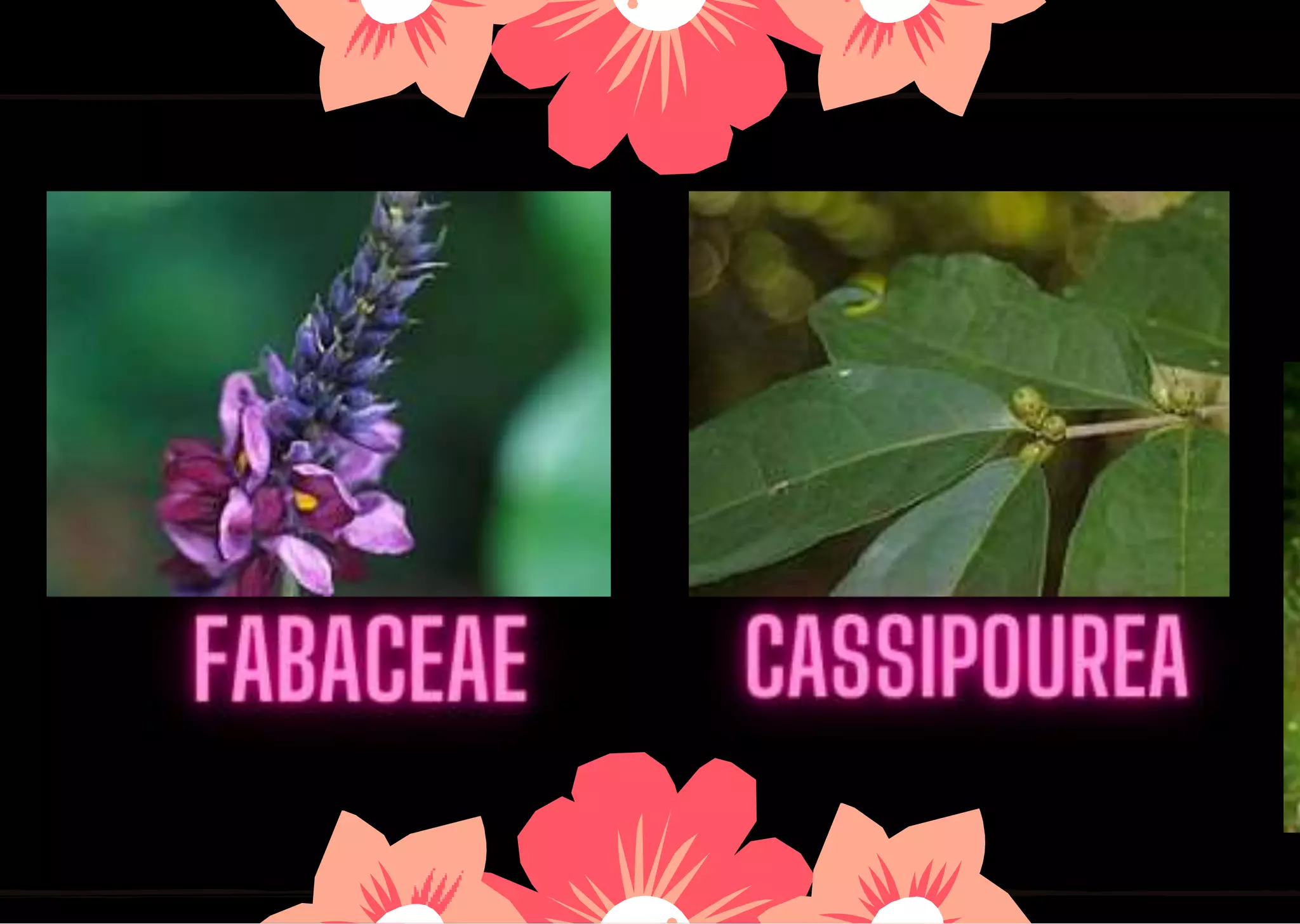 Flora of Odisha science.pptx