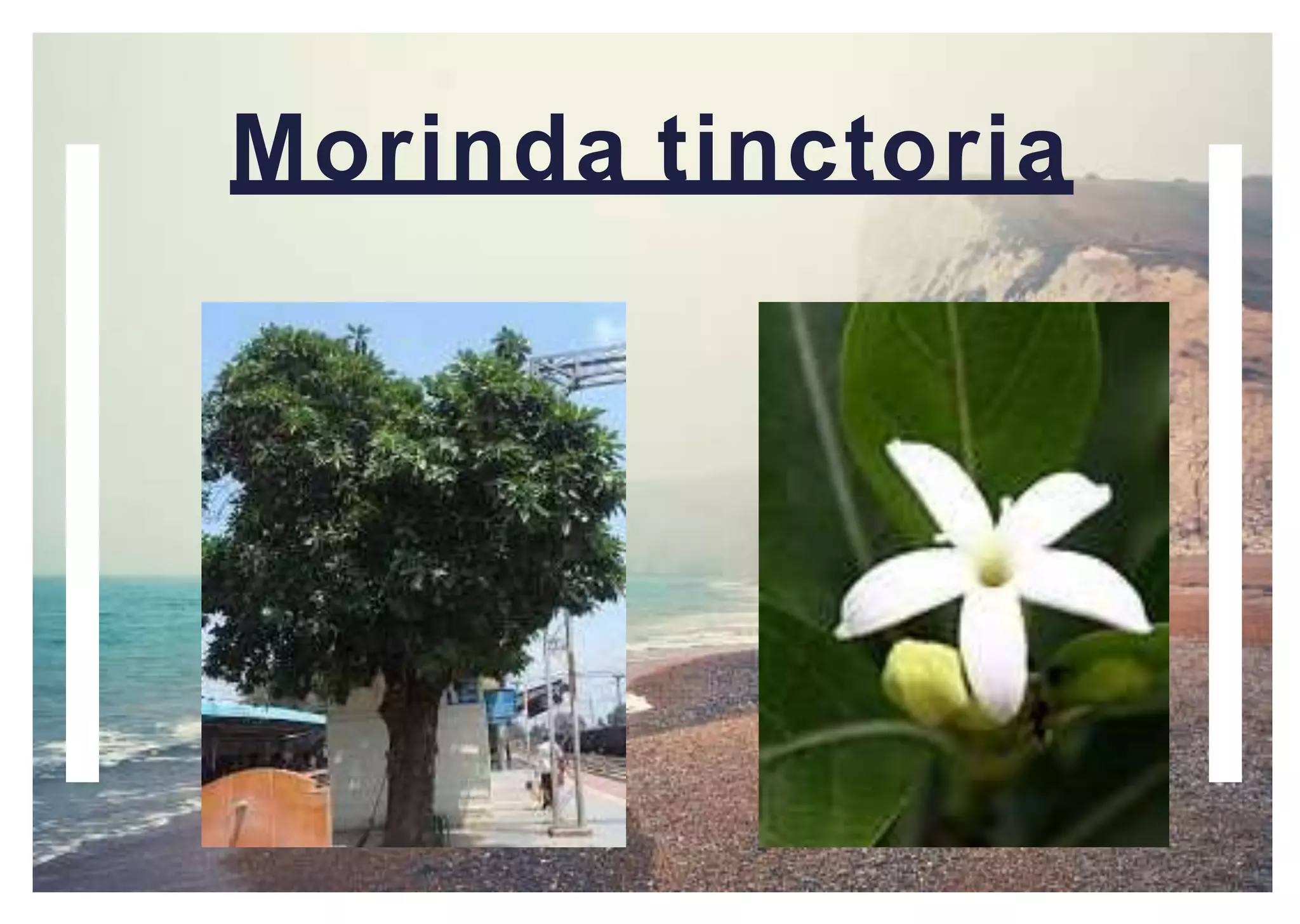 Flora of Odisha science.pptx