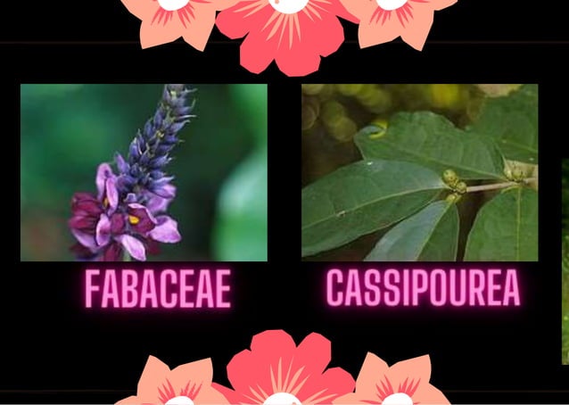 Flora of Odisha science.pptx