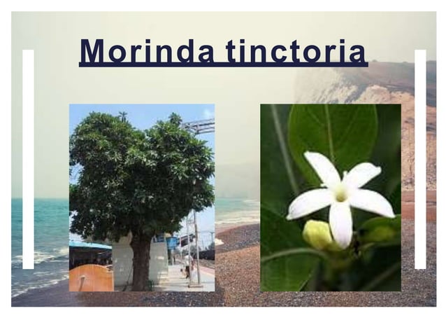 Flora of Odisha science.pptx