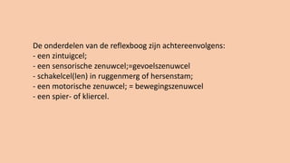 De weg die impulsen afleggen h3 | PPT