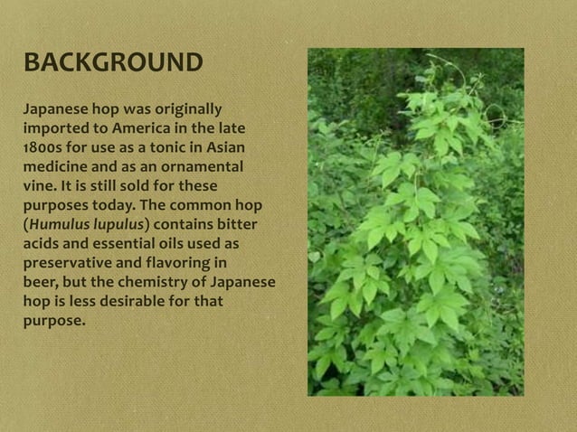 Japanese Hops | PPTX | Gardening | Home & Garden
