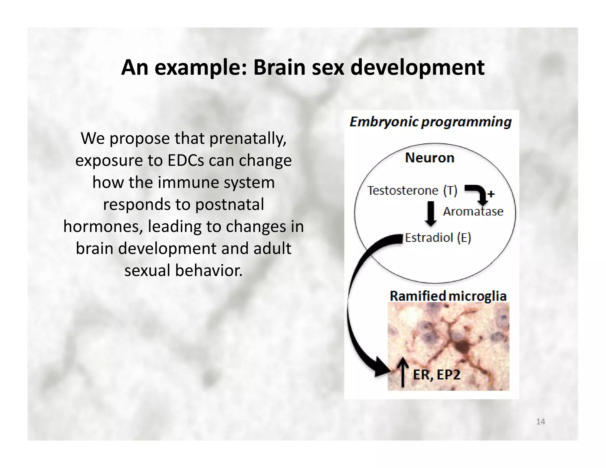 Endocrine Disruption of the Neuro-immune Interface | PPT