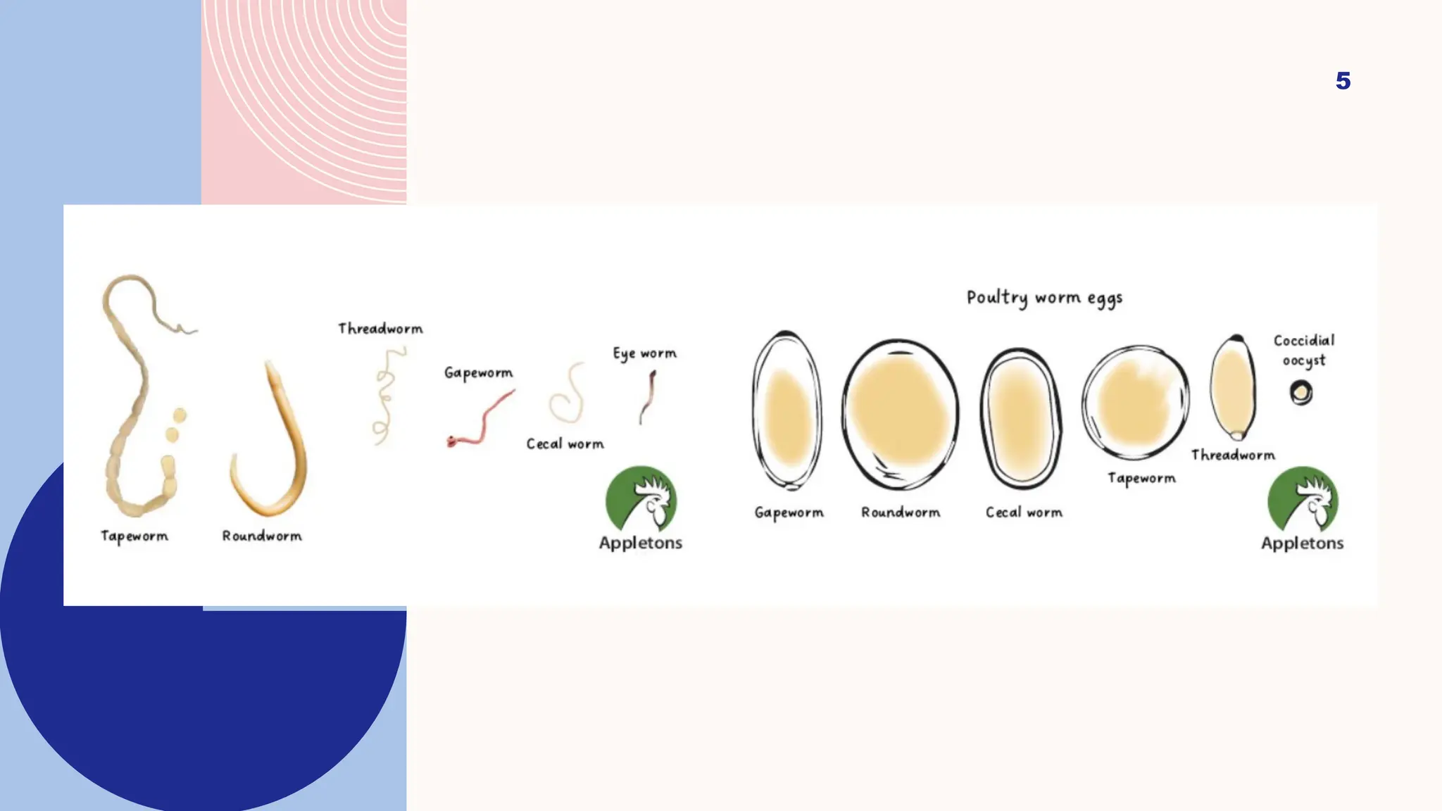 DEWORMING OF LAYERrrrrrrrrrrrrrrrrrS.pptx