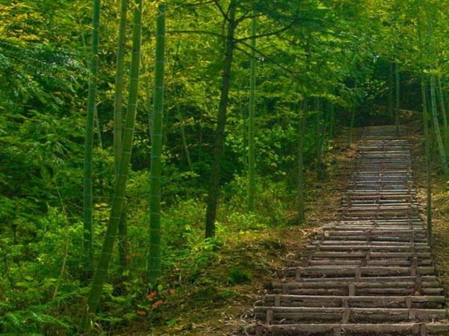 Dexmedetomidine in icu hashemian | PPT