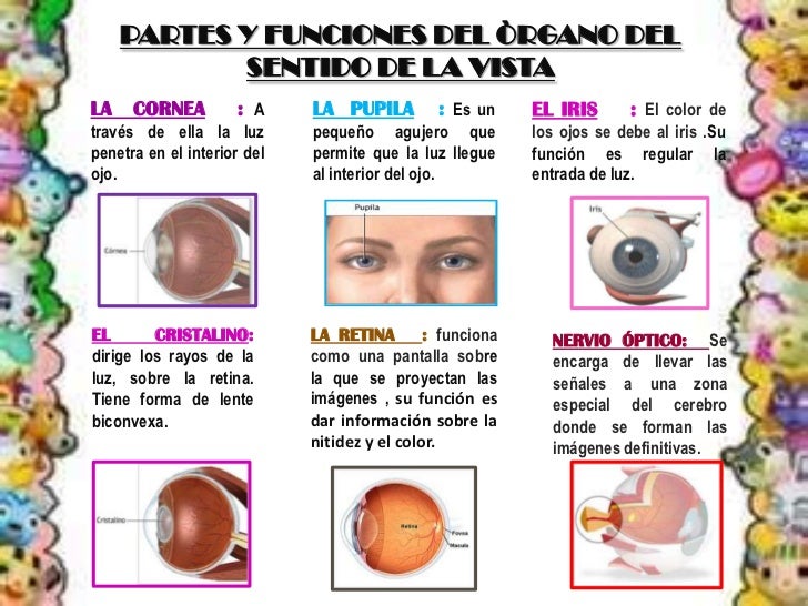 Que Es El Sentido De La Vista - Nectur Que Es El Sentido De La Vista - Nectur