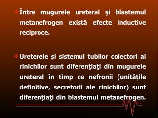 Dezvoltarea sistemului-urinar | PPT