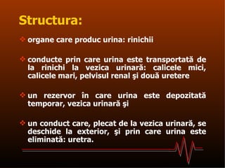 Dezvoltarea sistemului-urinar | PPT